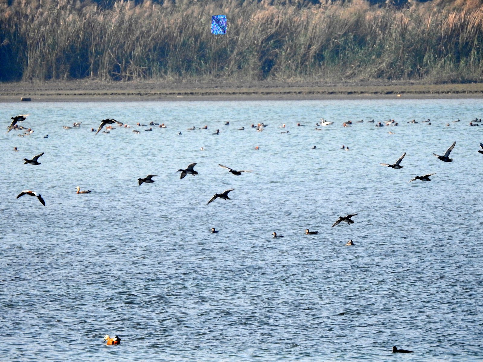 The Great Mismatch: Can Migratory Birds Keep Up with Climate Change ...